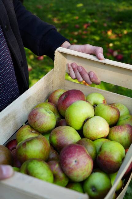 Participez aux ateliers de récolte des pommes du verger | Ville de ...